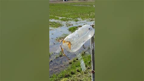 바람이 많이 불어요 바람개비 논두렁 Youtube