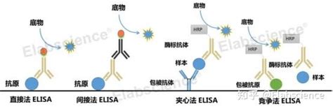 一份送给新手的elisa指南 知乎