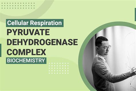 Pyruvate Dehydrogenase Complex