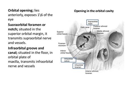 Orbit Anatomy Power Point Presentation Orbit Anatomy Power Point Presentation