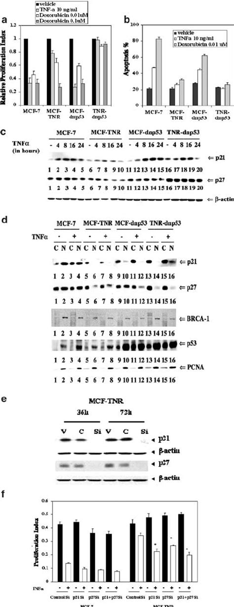 cytoplasmic mislocalization of p21 cip1 and p27 kip1 cell cycle