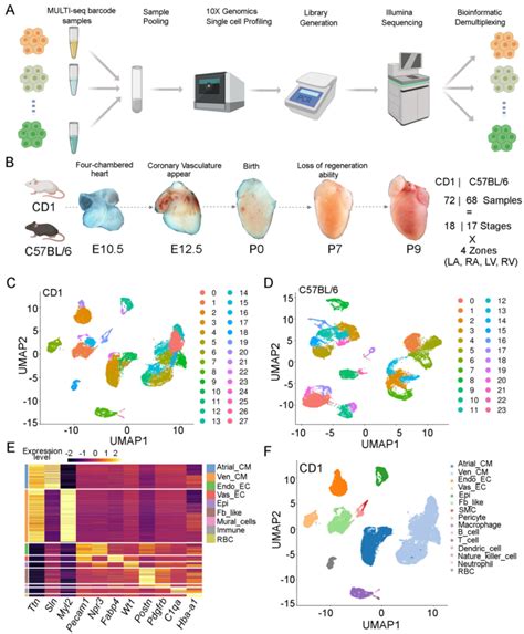 Nat Commun｜胚胎及新生儿期小鼠心脏单细胞转录组图谱 知乎