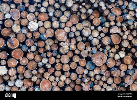 Massive Log Pile Of Pine Tree Trunks Logging And Timber Production At The Grossglockner Pass In