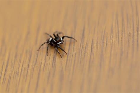家の中でぴょんぴょん跳ねる小さい蜘蛛家蜘蛛いえぐもアダンソンハエトリは衛生環境のリトマス試験紙 KENSOマガジン