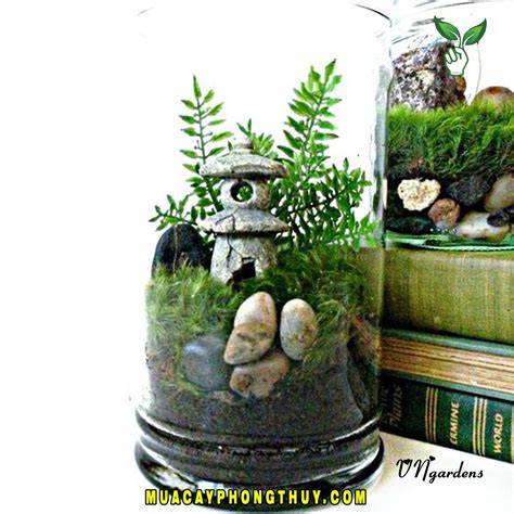 NGƯƠI MÊNH KIM NÊN TRÔNG CÂY GI CÂY PHONG THỦY CHO NGƯỜI MỆNH KIM MUA CÂY PHONG THỦY