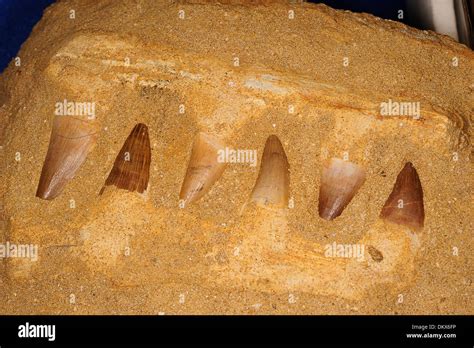 Fossil Teeth Of Mesosaurus Sp Extinct Genus Of Reptile From The Early