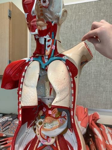 Lymphatic System Lab Flashcards Quizlet Lymphatic System Lab Flashcards Quizlet