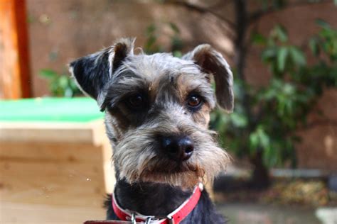 슈나우저 푸들 믹스는 무엇입니까