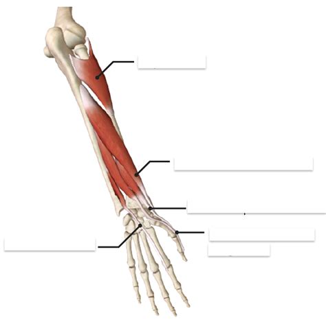 Deep Posterior Forearm Muscles Diagram Quizlet