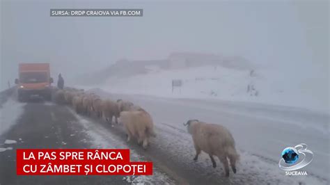 Drum Liber Pentru Turmele De La Munte