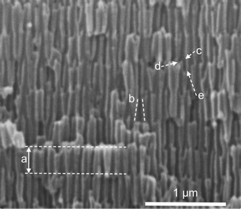 Sem Cross Section Picture Of Naa Based Dbr Sample Obtained With