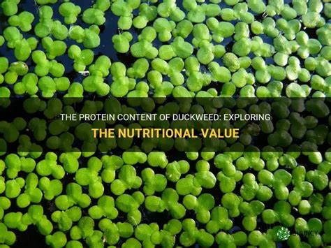 The Protein Content Of Duckweed Exploring The Nutritional Value Shuncy