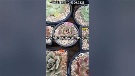 설이네다육저녁7시판매실방신품종귀둥이많이 구경오세요보라빛엽서 임영웅😊💗💓💖💝💞 Youtube