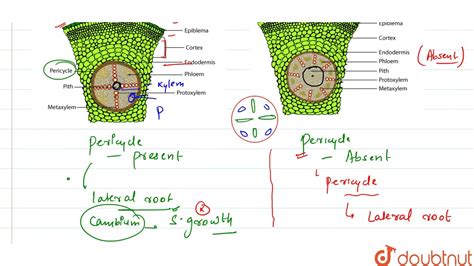 Anatomical Differences Between Dicot Root And Monocot Root Comparison