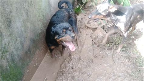 ඌරෙක් වෙන්න හිටිය එකෙක් රොටෙක් වුණාම 🤣🤣☺️☺️ Youtube