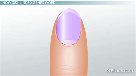 Sex Linked Traits Lshs Worksheets Library