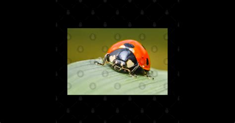 Ladybug Macro Photograph Ladybug Sticker Teepublic