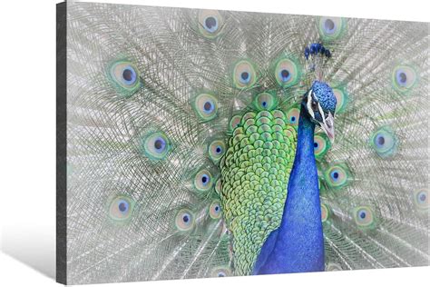Aatoeax Peacock Canvas Wall Art Peacock Spreading Its Tail Prints