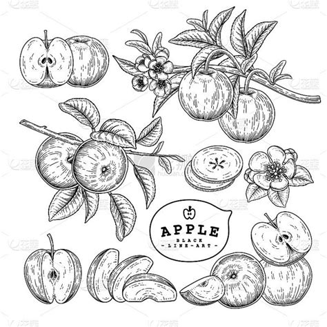 向量草图苹果装饰集。手绘植物图。黑色和白色与线条艺术孤立在白色背景。水果图纸。复古风格的元素。