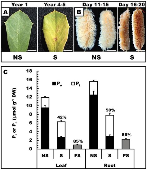 Leaves And Proteoid Roots Of Harsh Hakea Have Very Different Lifespans