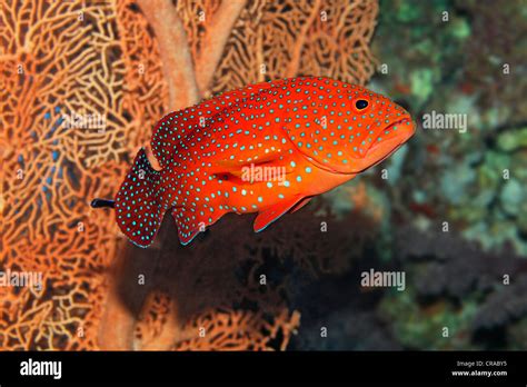 Jewel Grouper Cephalopholis Miniata Swimming In Front Of A Gorgonian Or Sea Fan Habili Marsa