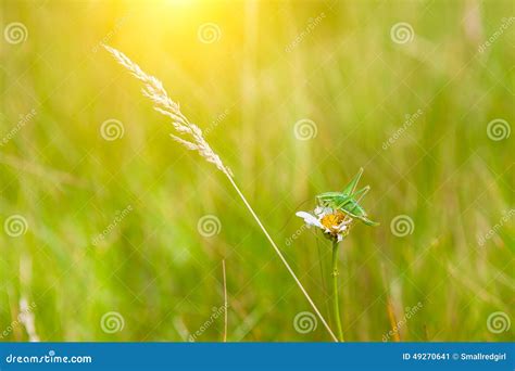 Green Grass In The Meadow And Grasshopper Stock Image Image Of Forest Colorful 49270641