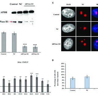 The Effect Of Knockdown Of RNase H On The R Loops And Nucleoli Of Download Scientific