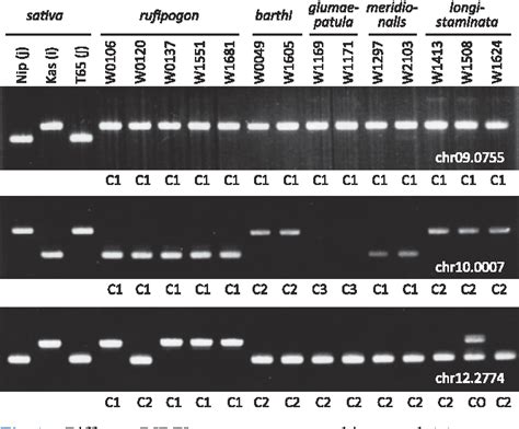 Figure 1 From Pcr Based Indel Markers Co Dominant Between Oryza Sativa