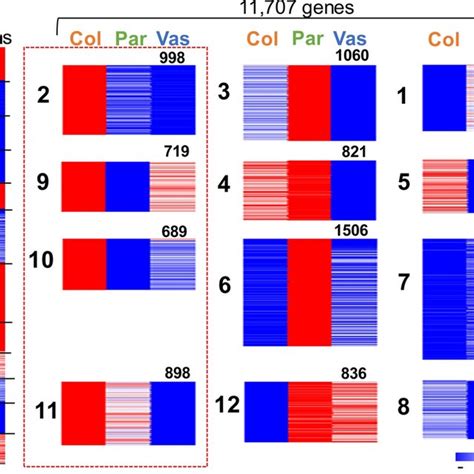 Clustering Of 11707 Expressed Celery Genes K Means Pearson