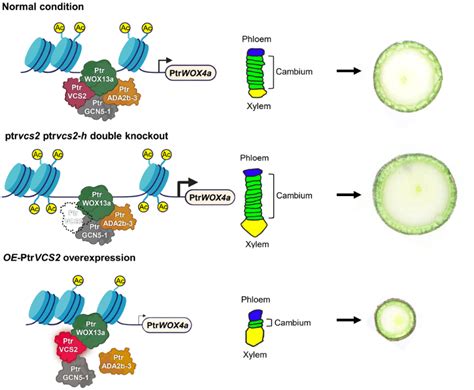 我校科研团队发现杨树维管形成层活性调控的新机制 东北林业大学新闻网