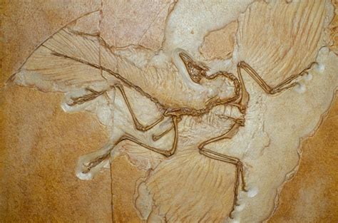 Dino Tail Preserved In Amber Page 3