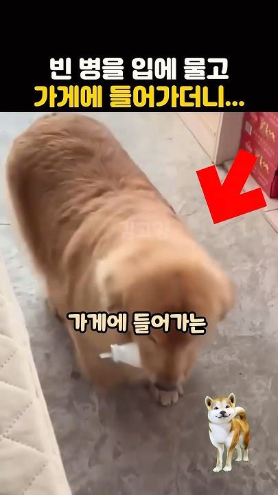 빈 병을 가지고 가게에 들어간 댕댕이 그런데 입에 Youtube