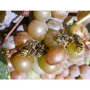 Купить Муравьед гель Цена, фото, описание, отзывы. Курьерская доставка ...