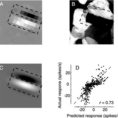 Predicting Responses Of V1 Simple Cells To Complex Images A The Download Scientific Diagram