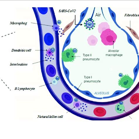 Once Sars Cov2 Virus Reaches Alveolar Sac It Can Infect Type Ii Download Scientific Diagram