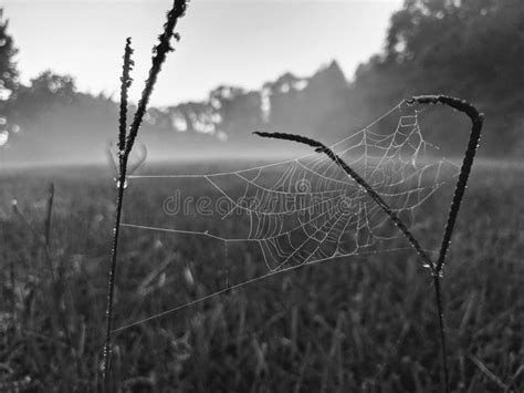 Black And White Spider Web Foggy Morning Stock Image Image Of White
