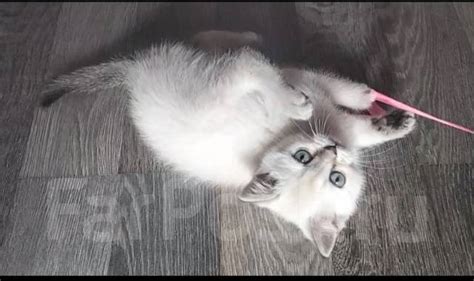 Шотландский котенок девочка в наличии Цена 15 000₽ во Владивостоке