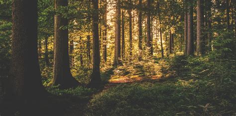 Finding Safety In Trees Benefits Of Forestry Investment Gresham House