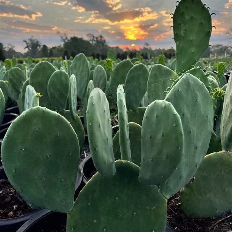 Opuntia Ellisiana Creekside Nursery