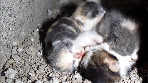 БЕДНЯЖКА Бездомная кошка родила в гараже милых котят Youtube