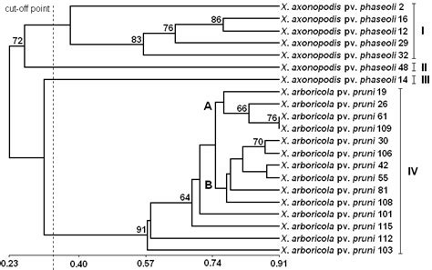 Dendrogram Obtained By Upgma Method Using Dices Similarity Coefficient Download Scientific