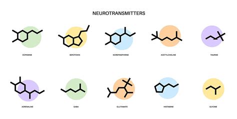 Neurotransmitters Types Function And Examples