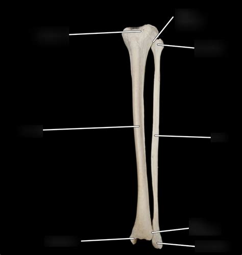 Aandp Quiz 4 Tibia And Fibia Diagram Quizlet Aandp Quiz 4 Tibia And Fibia Diagram Quizlet