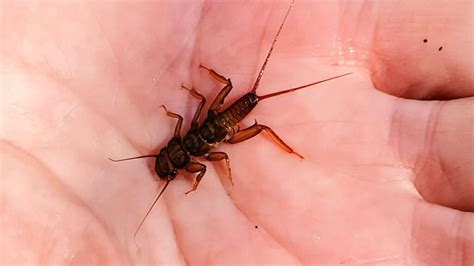 10 Best Stonefly Patterns Nymphs Dries With An Easy Fly To Tie