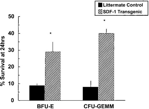 Enhanced Survival Of Sdf 1 Cxcl12 Transgenic Mouse Marrow Bfu E And Download Scientific Diagram
