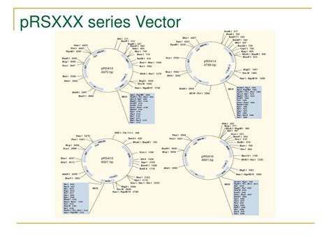 PPT Yeast Vector System PowerPoint Presentation Free Download ID