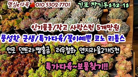 명심e다육 중대품 인기 군생다육 대품먼로 대박 러우철화 덴트라쨈홍금 연지라울 로치 특가다육 콩분용 쪼꼬미다육5개만원유료광고포함 Youtube