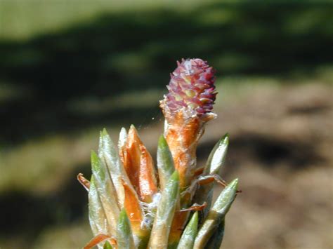 Trees Of Santa Cruz County Pinus Sylvestris Scotch Pine