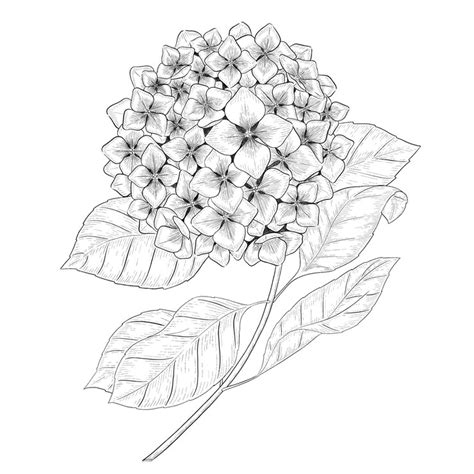 Premium Vector Hydrangea Outline Vector Botanical Illustration