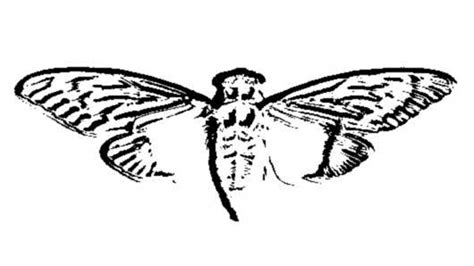 Cicada 3301 Qr Code